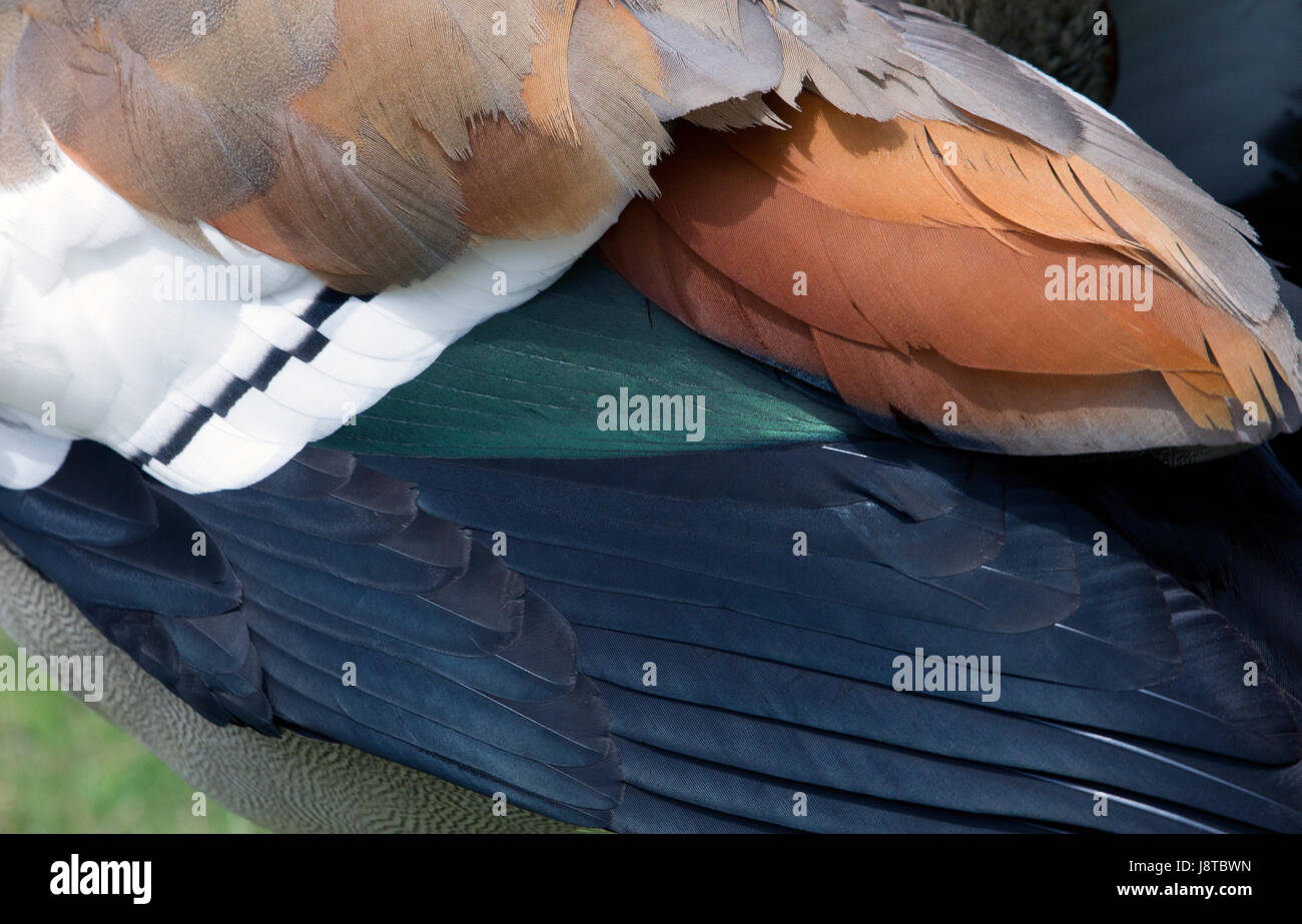 Egyptian Goose Feather Detail Stock Photo - Alamy