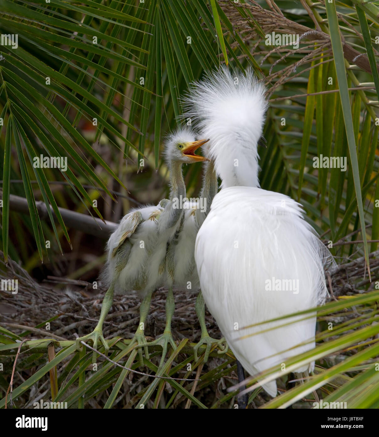 Snowy Egret Chicks in Nest Stock Photo - Alamy