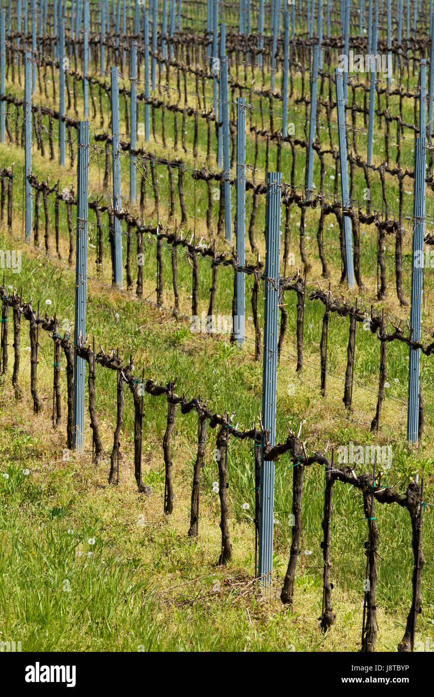 agricultural, industry, agriculture, farming, vineyard, viticulture, wineyard Stock Photo - Alamy