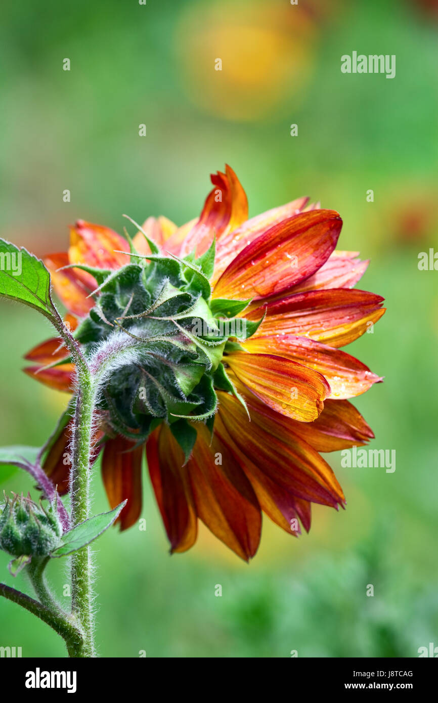 leaf, single, flower, plant, summer, summerly, sunflower, petal, growth ...