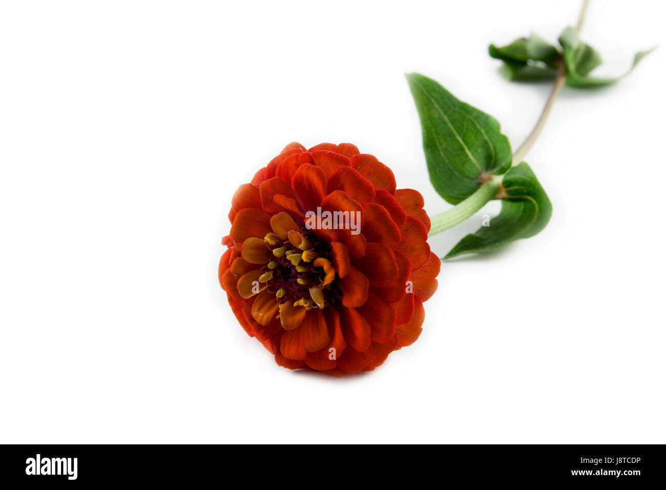 flower, plant, beautiful, beauteously, nice, leaf, single, isolated ...