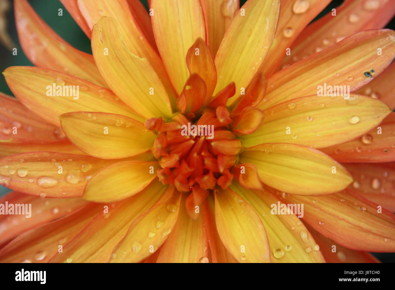 beautiful yellow-orange flower Stock Photo - Alamy