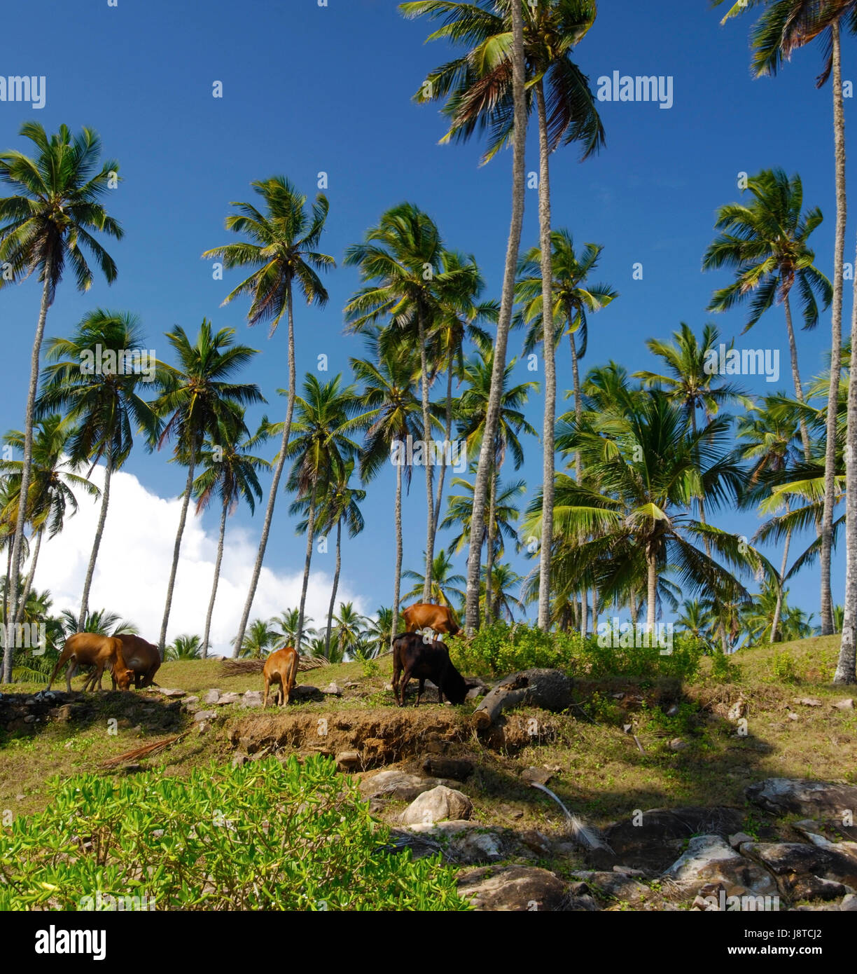 palms, cows, tropical, tree, trees, animal, mammal, asia, palms, exotic ...