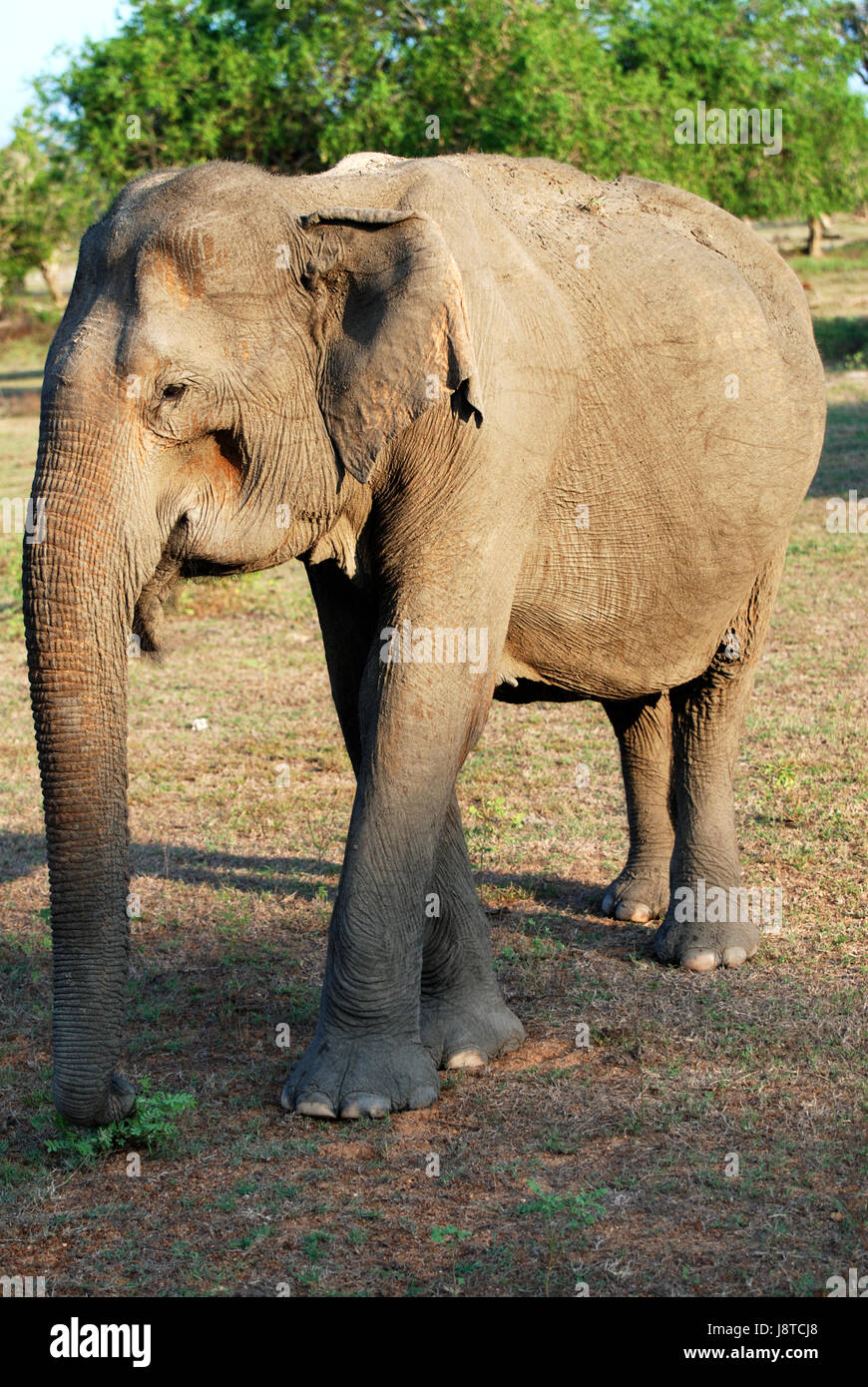 elephant, detail, big, large, enormous, extreme, powerful, imposing ...