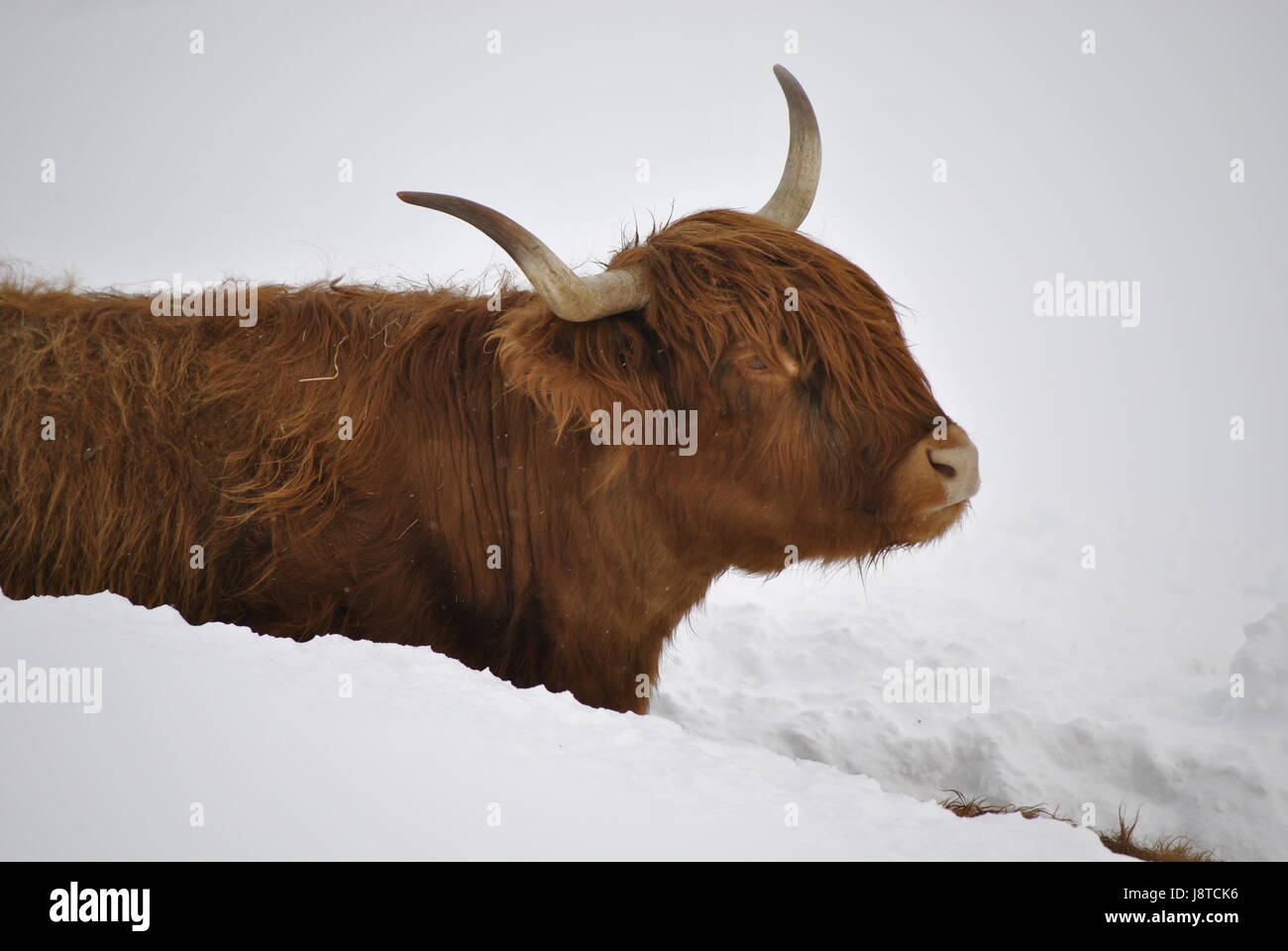 Cattle passport hi-res stock photography and images - Alamy