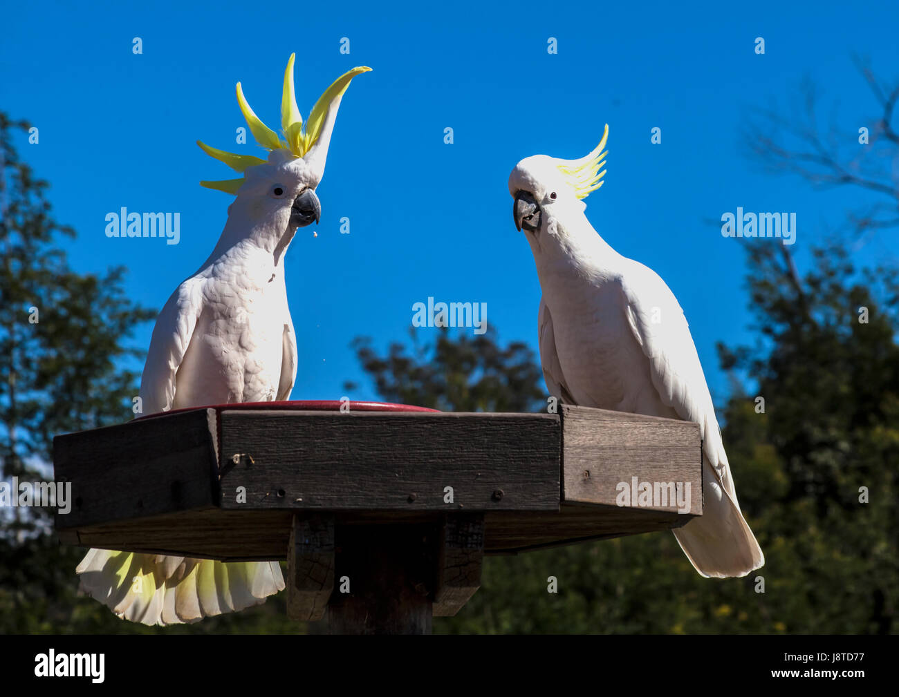 Australian cockatoos hi-res stock photography and images - Alamy