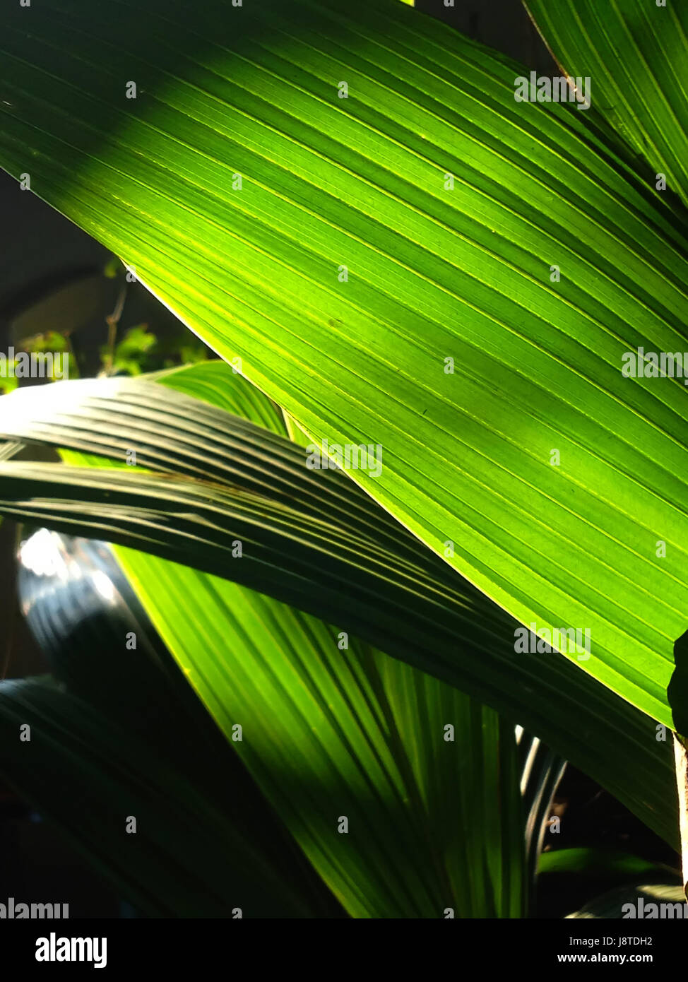 Sun shining through a radiating lines and textures of green palm leaf ...