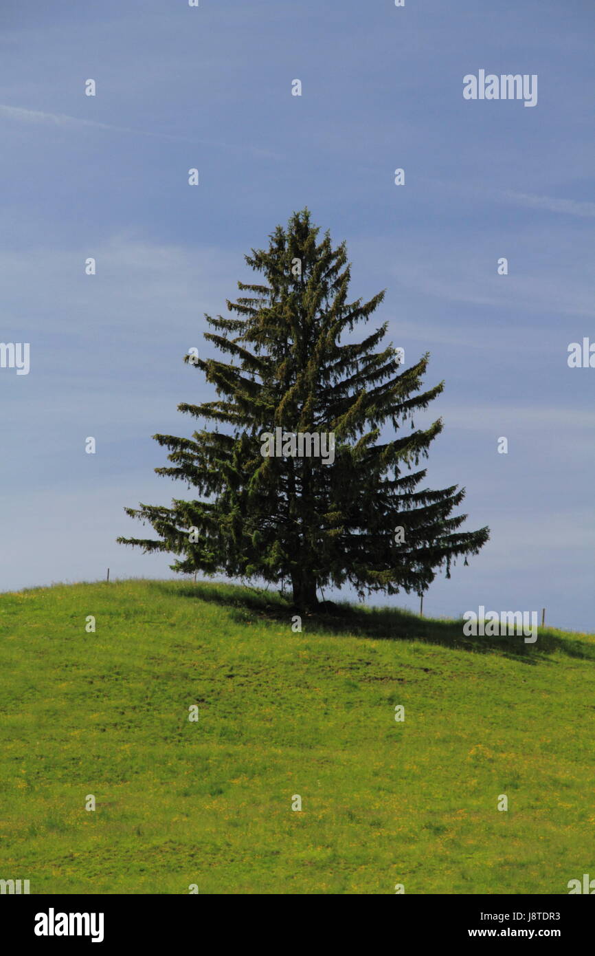 freestanding, tree, conifer, scenery, countryside, nature, fir ...