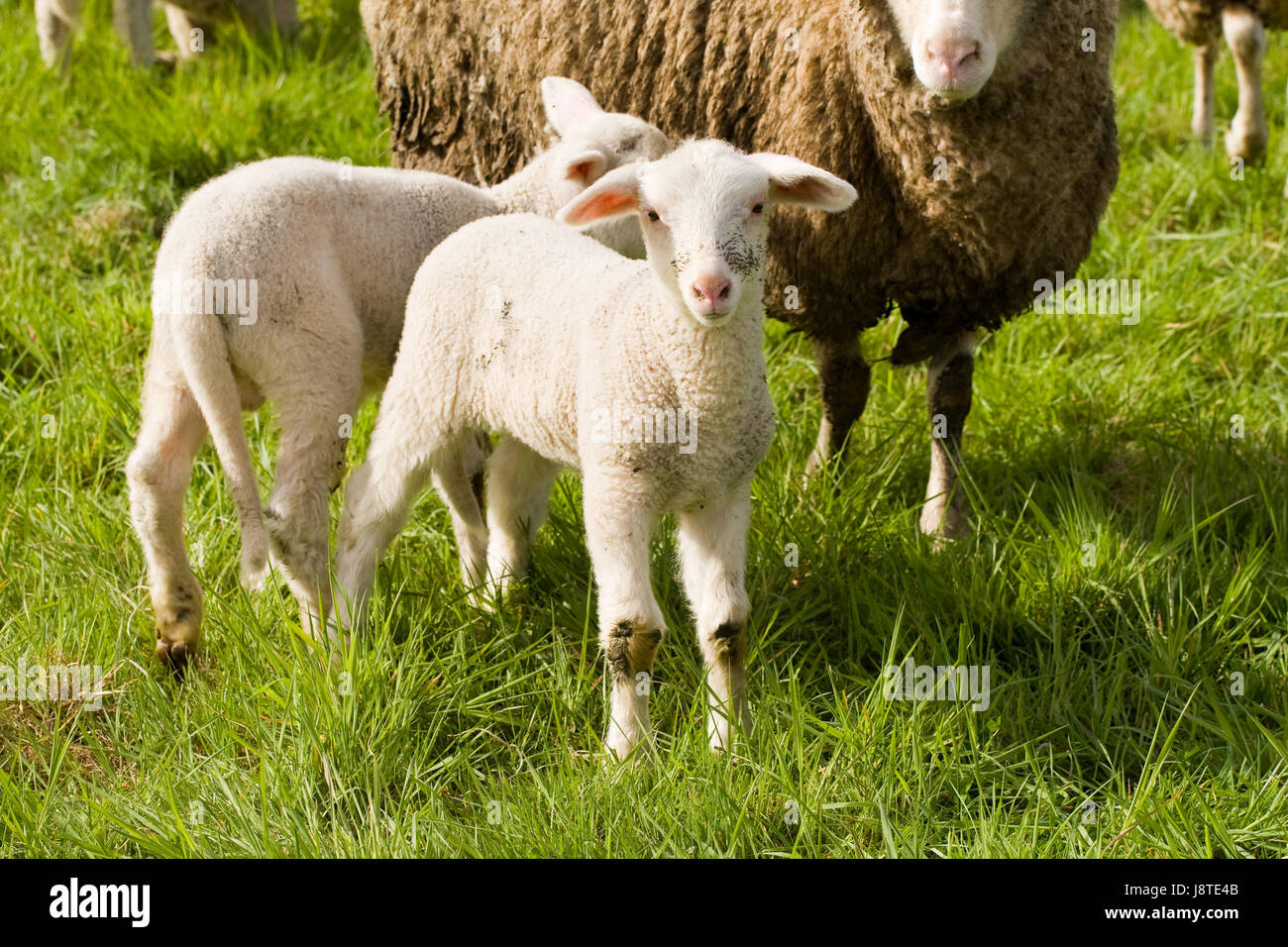 sheep, sheep farming, farm animal, sheep (pl.), baby lamb, lamb, animal ...