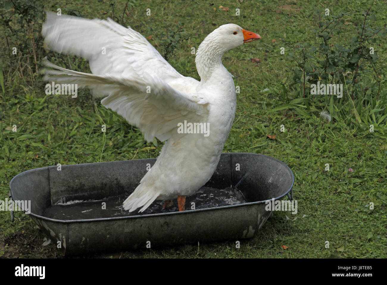 Lippegans hi-res stock photography and images - Alamy