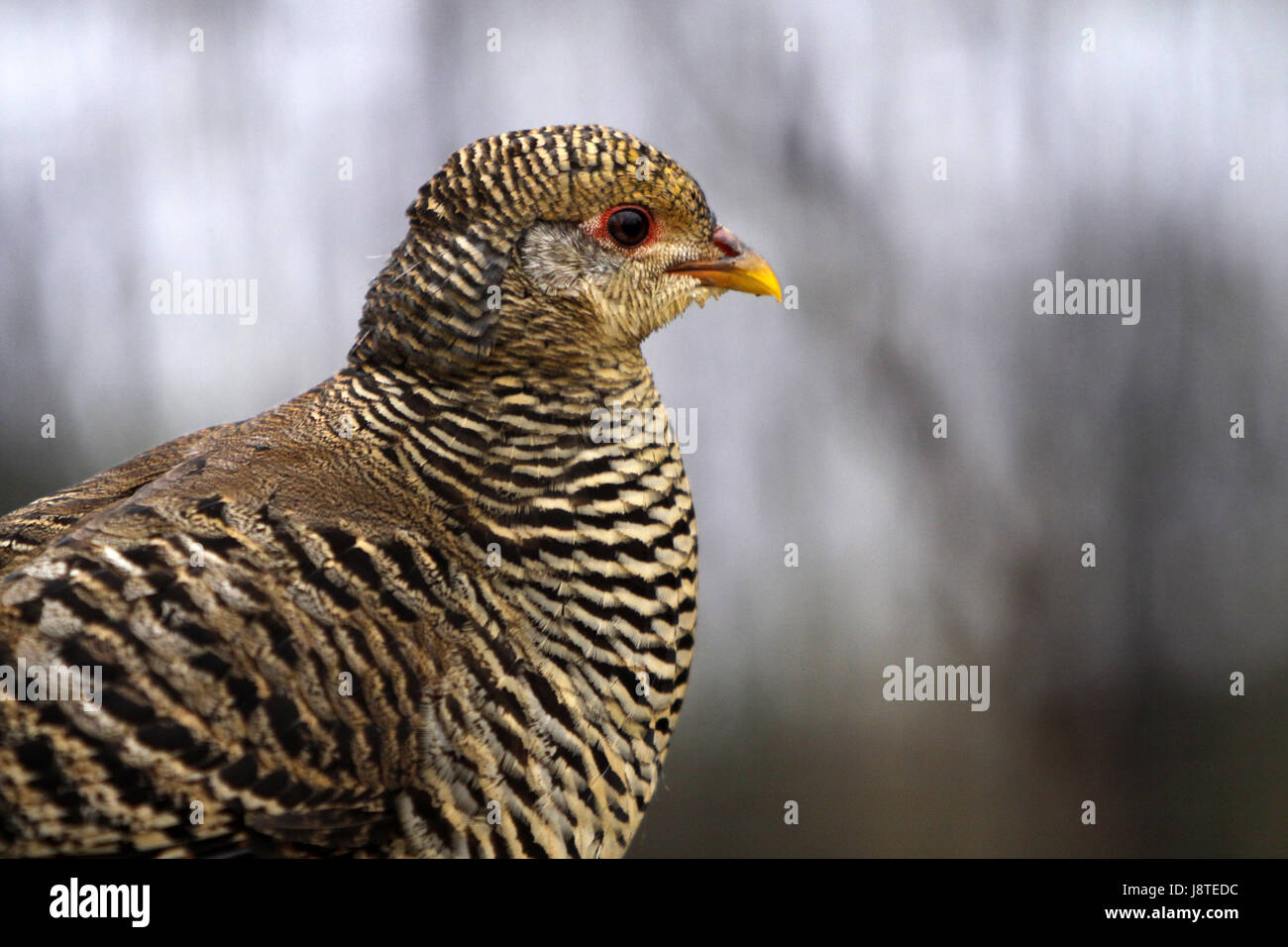 golden pheasant (hen Stock Photo - Alamy