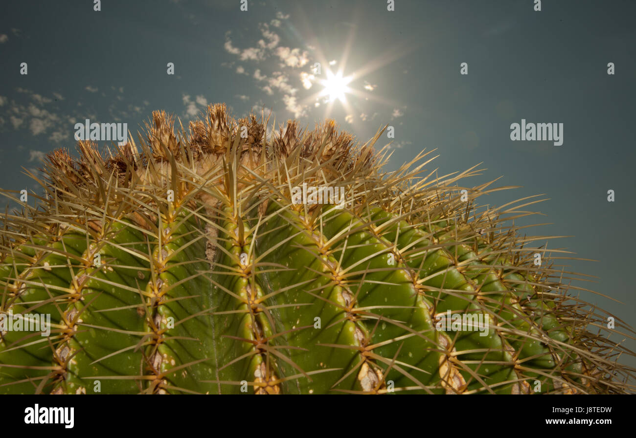 desert, wasteland, green, counter-light, prickle, pointed, cactus ...