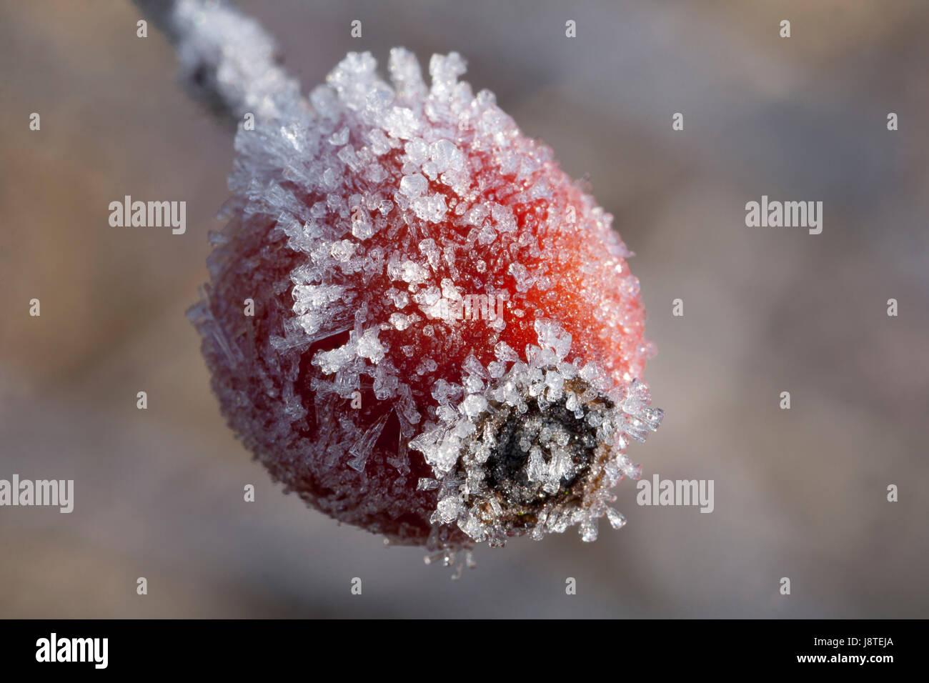 winter, ice, haw, winter, ice, frost, frozen, fruit, haw, dog rose ...