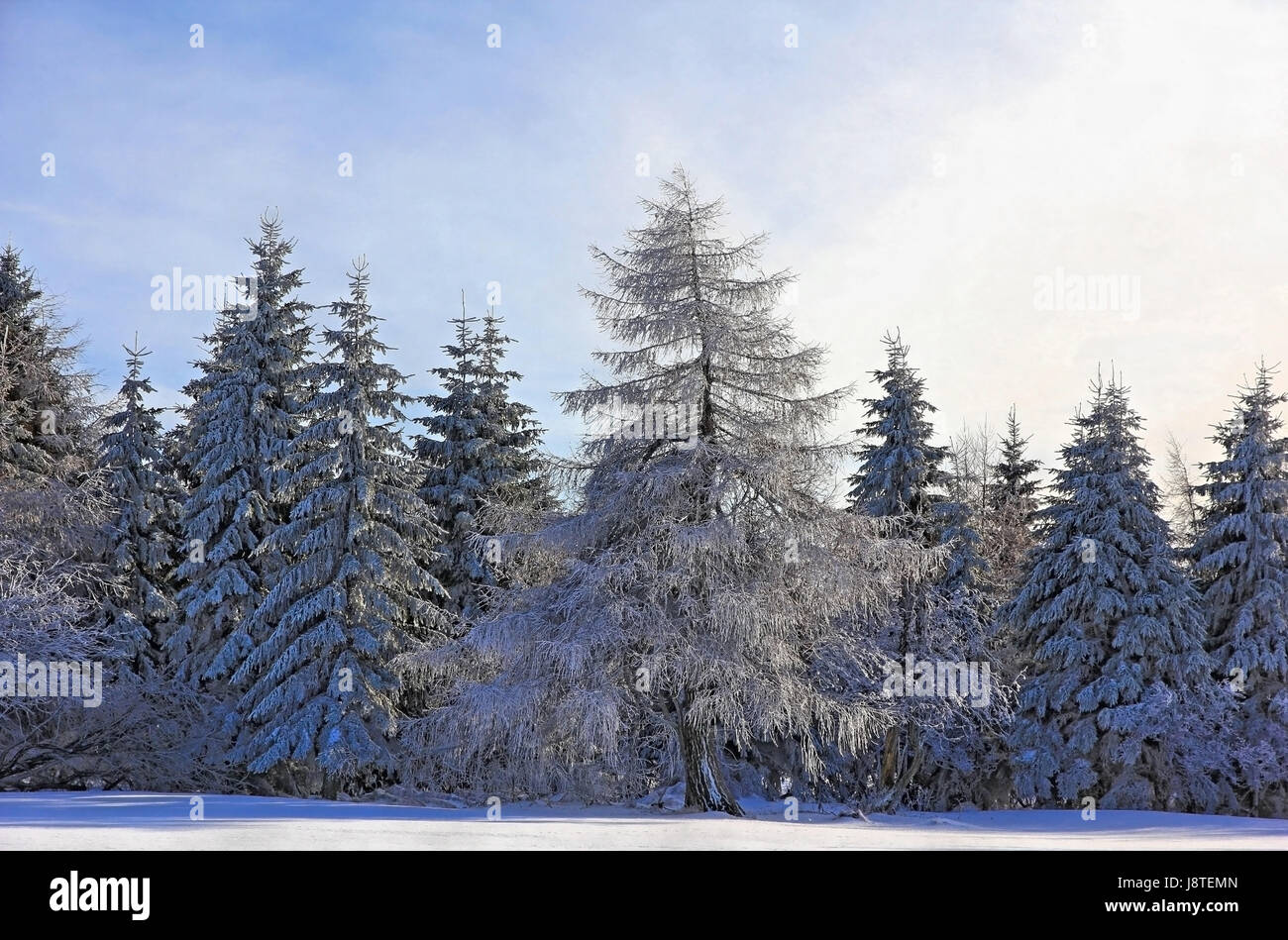 tree, trees, winter, firs, larch, scenery, countryside, nature, forest ...