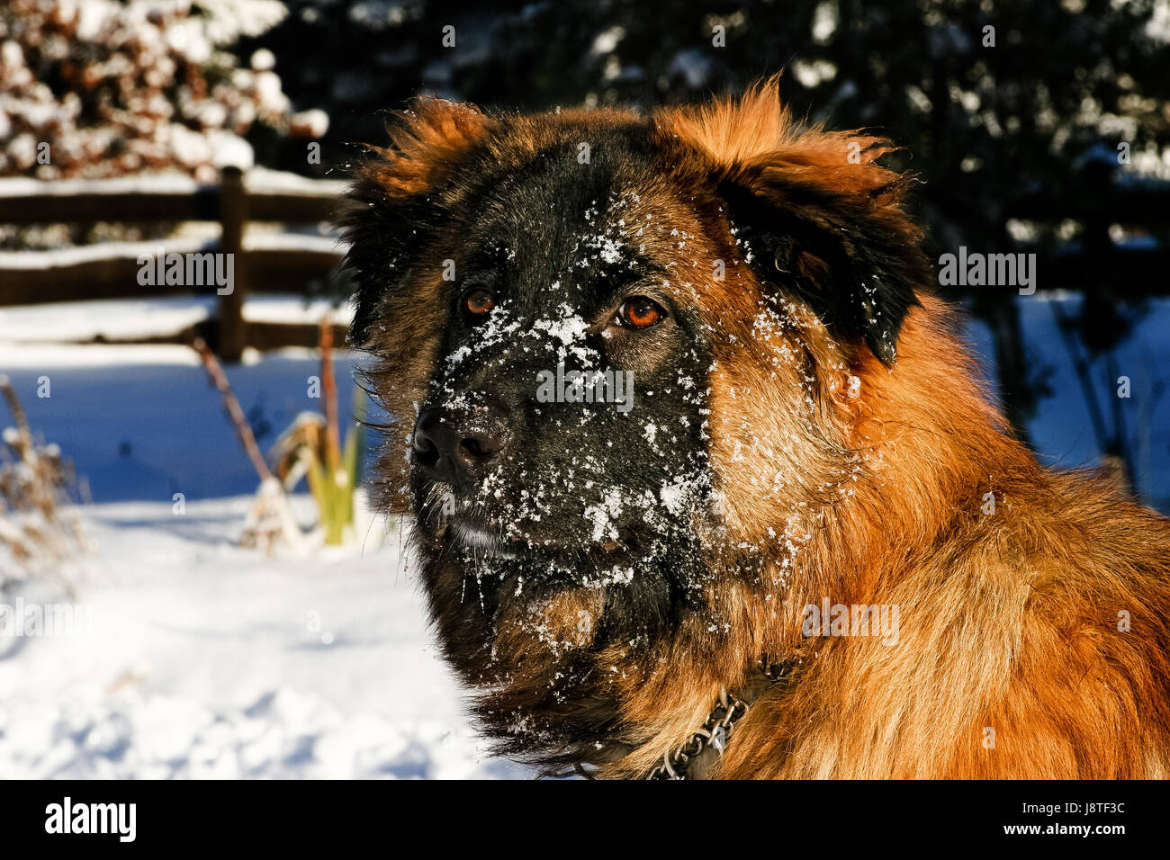 Kampfhunde hi-res stock photography and images - Alamy