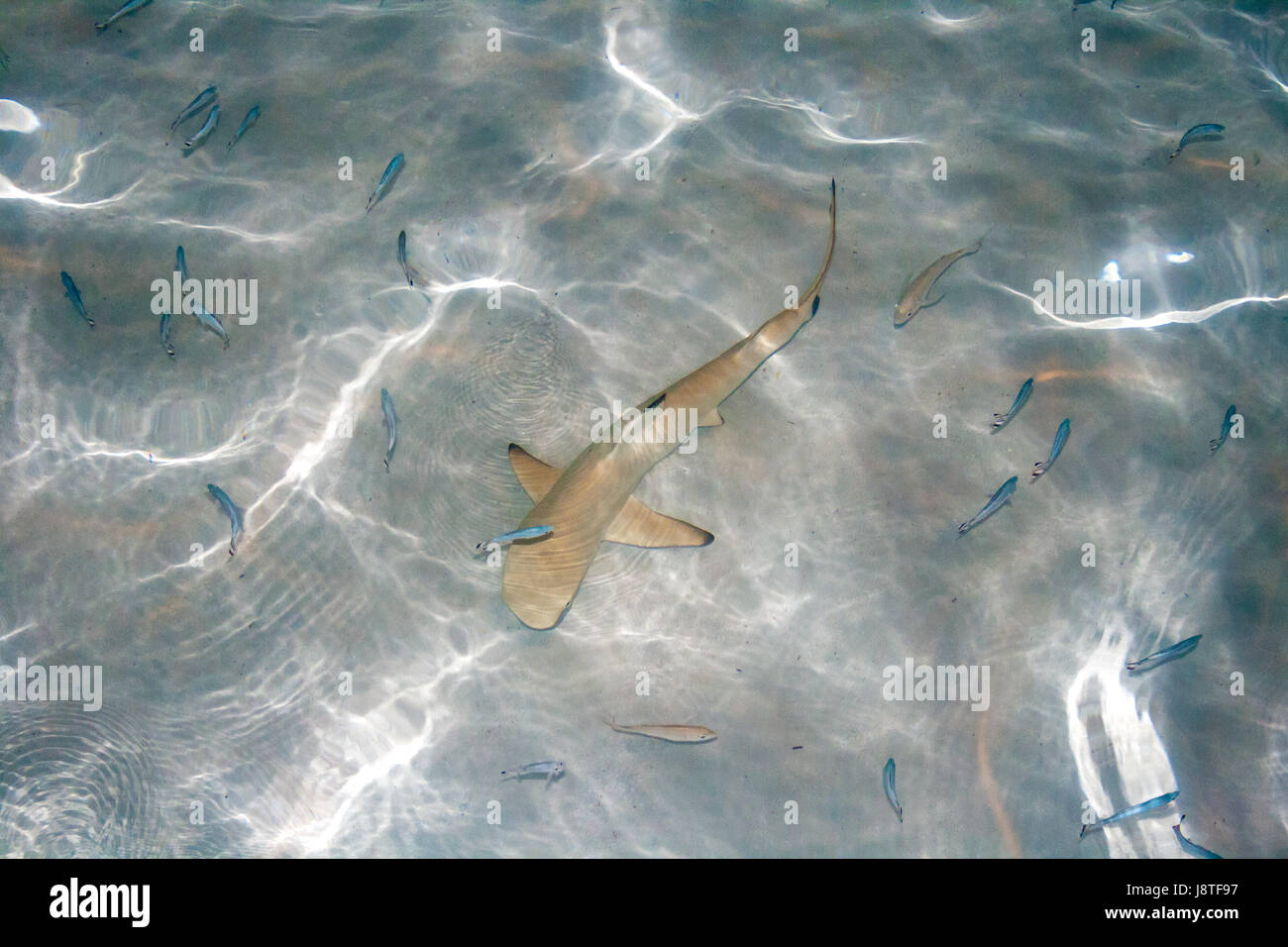 animal, fish, pisces, shark, salt water, sea, ocean, water, sharks ...