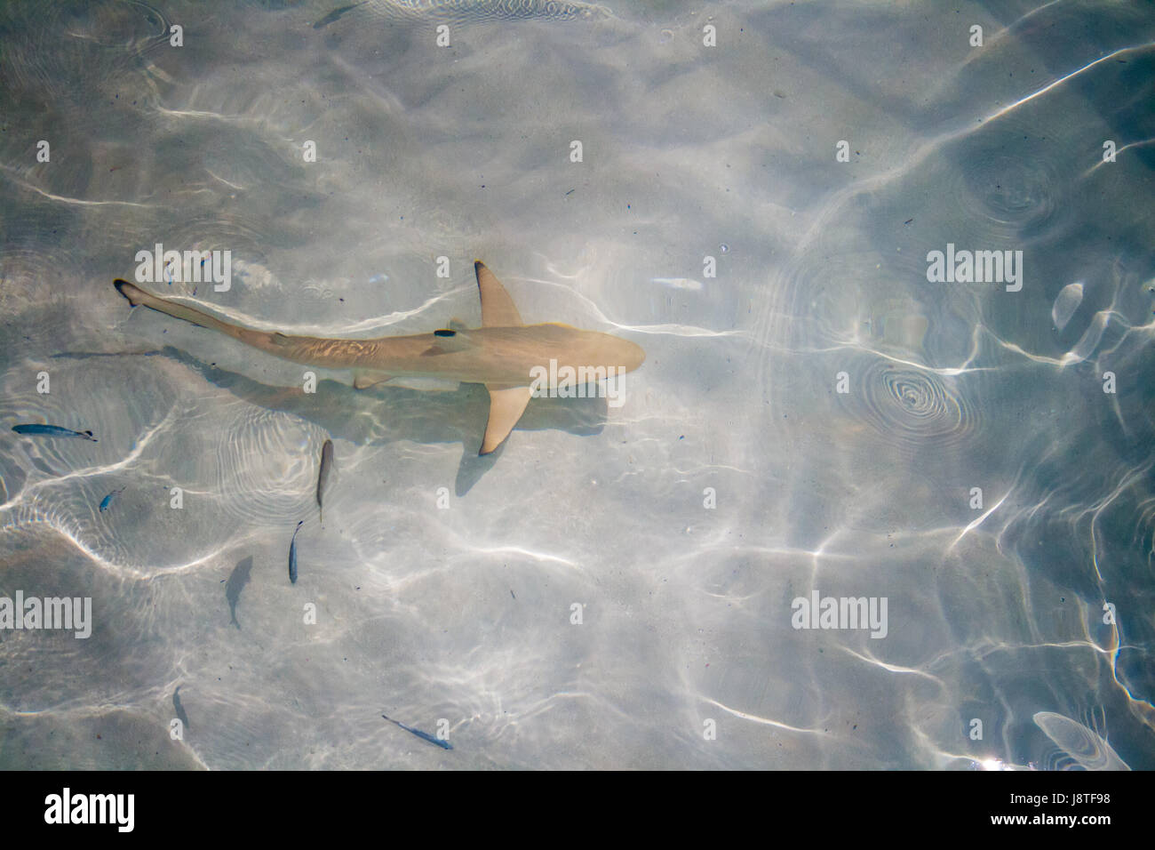 animal, fish, pisces, shark, salt water, sea, ocean, water, sharks ...