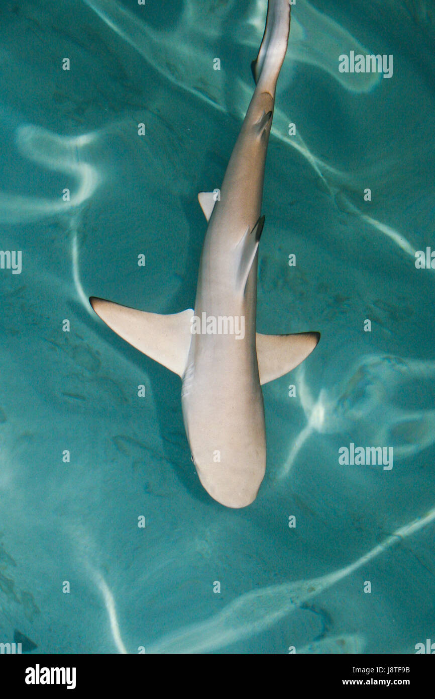 animal, fish, pisces, shark, salt water, sea, ocean, water, sharks ...