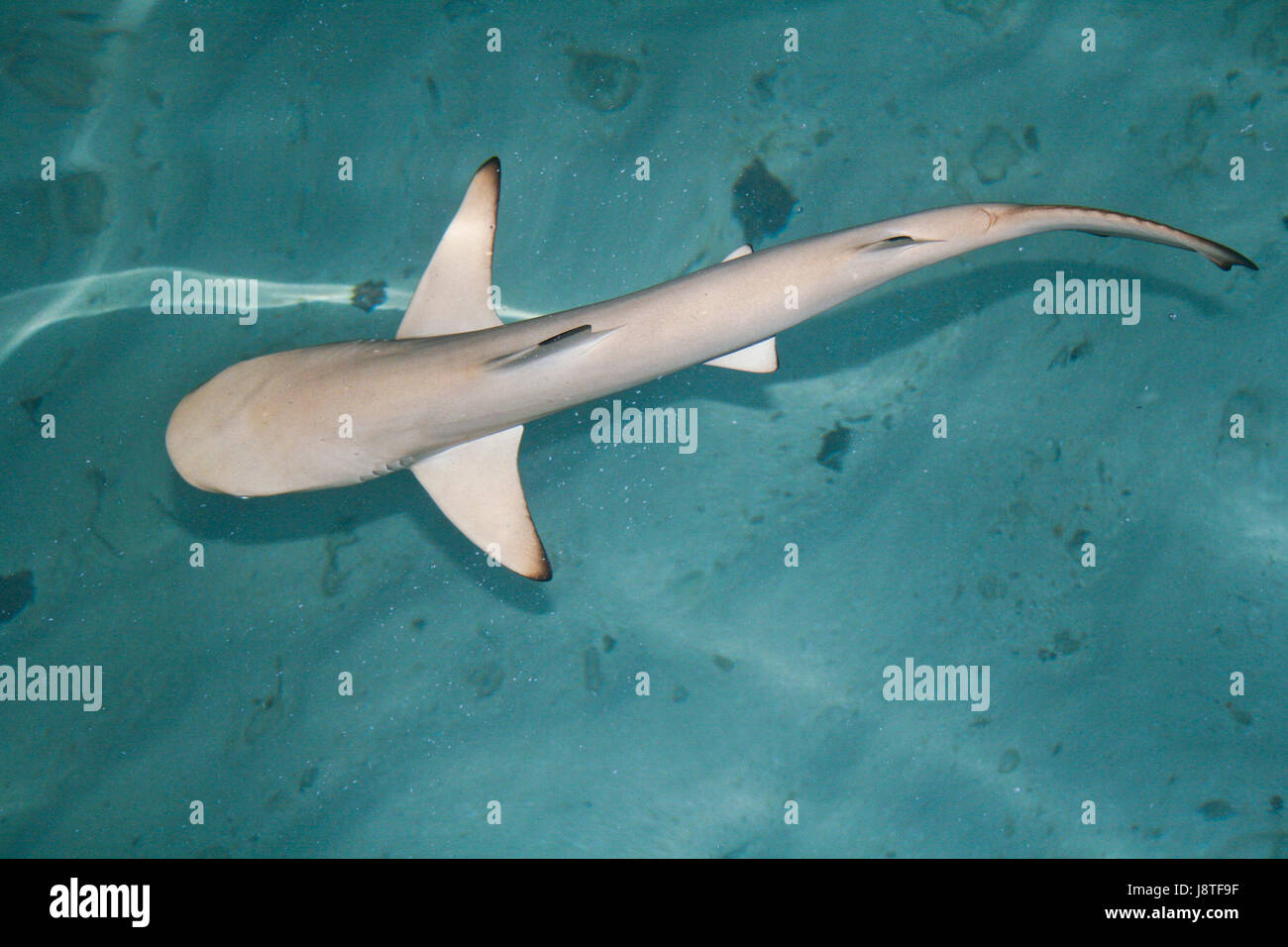 animal, fish, pisces, shark, salt water, sea, ocean, water, sharks ...