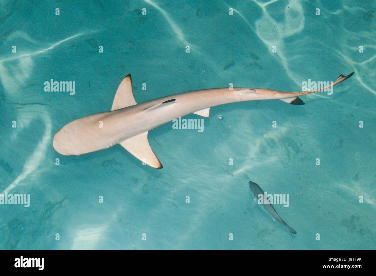 animal, fish, pisces, shark, salt water, sea, ocean, water, sharks ...