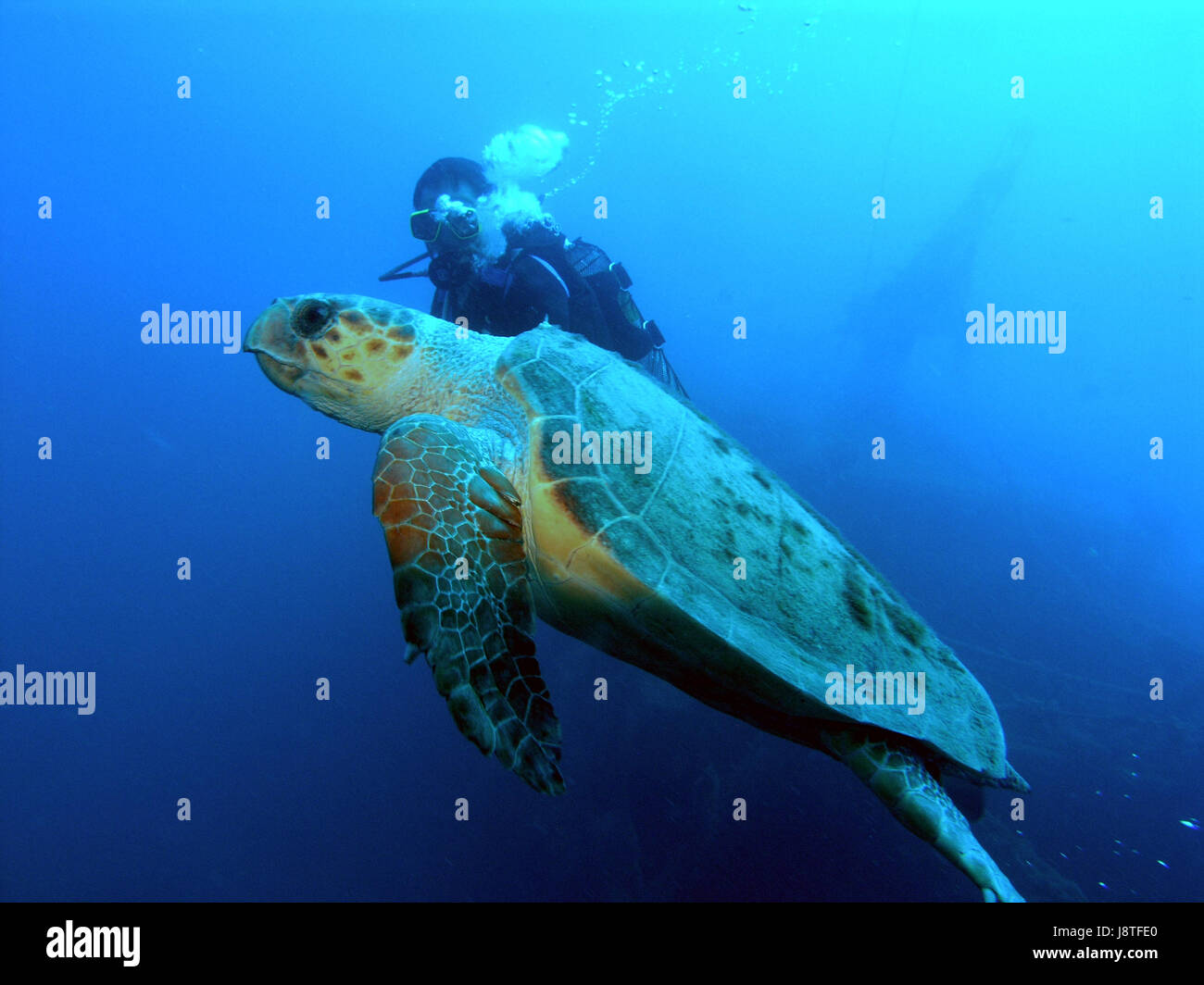 turtle with diver Stock Photo - Alamy