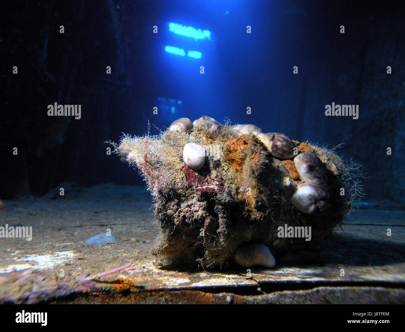 Zenobia hi-res stock photography and images - Alamy