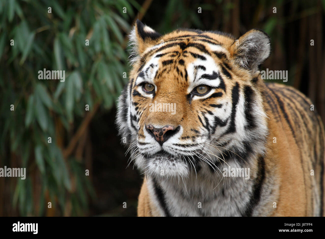 portrait, big cat, feline predator, eyes, majestic, head, animal ...
