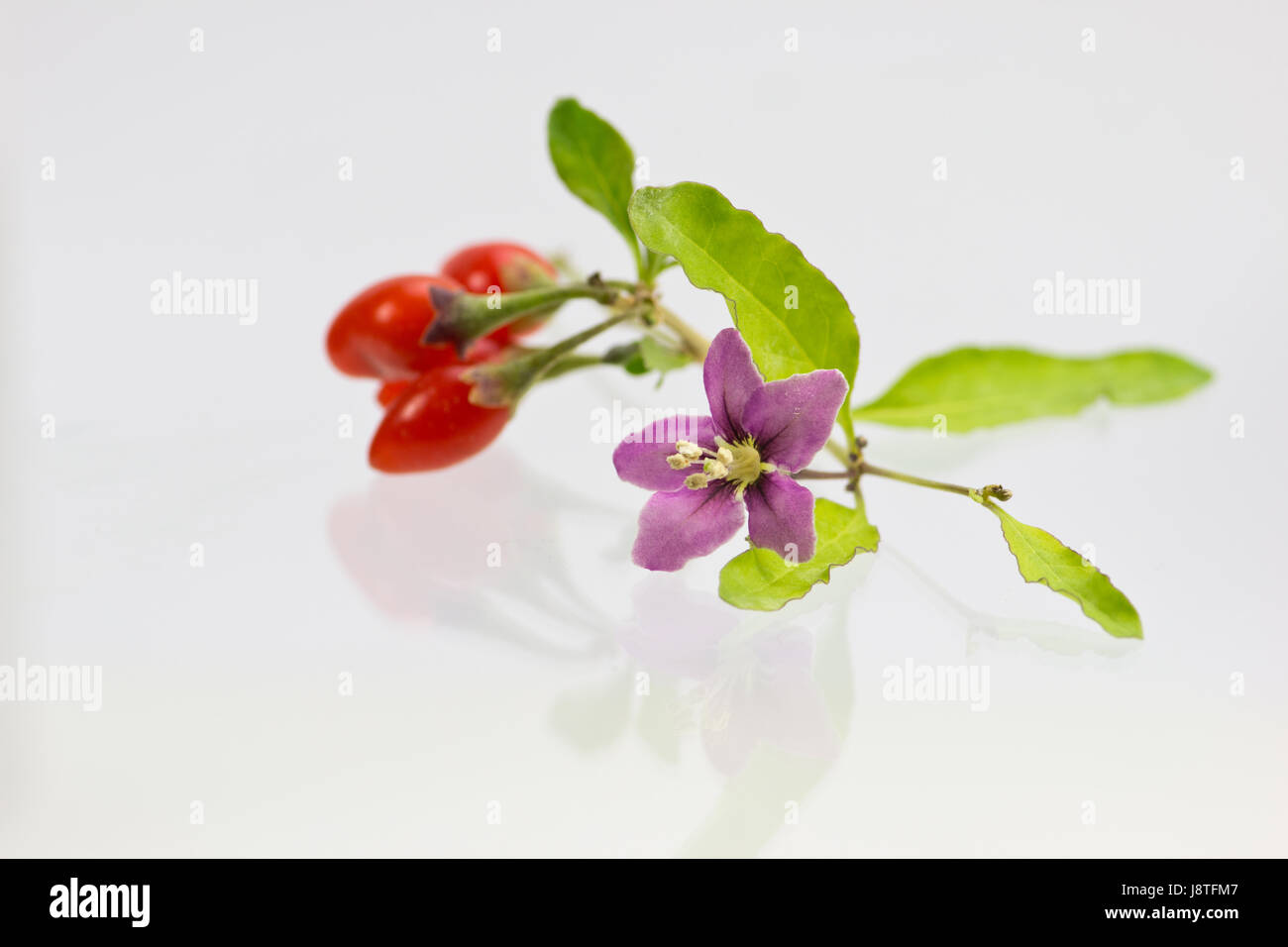 wolf berry blossom Stock Photo - Alamy