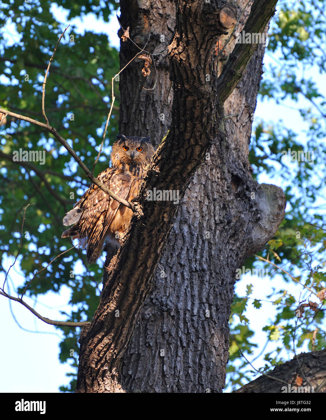 Owl bird head oak hi-res stock photography and images - Alamy