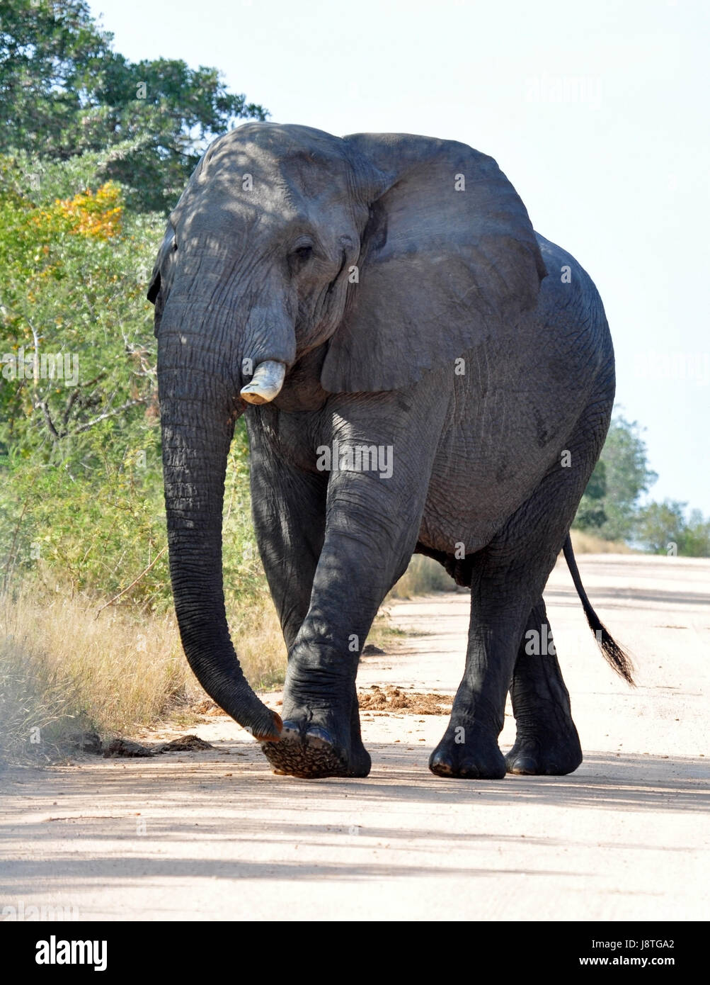 africa, elephant, south, African, legs, travel, big, large, enormous ...