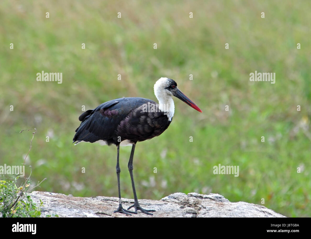bird, africa, stork, animal, bird, africa, eye, organ, wing, stork ...