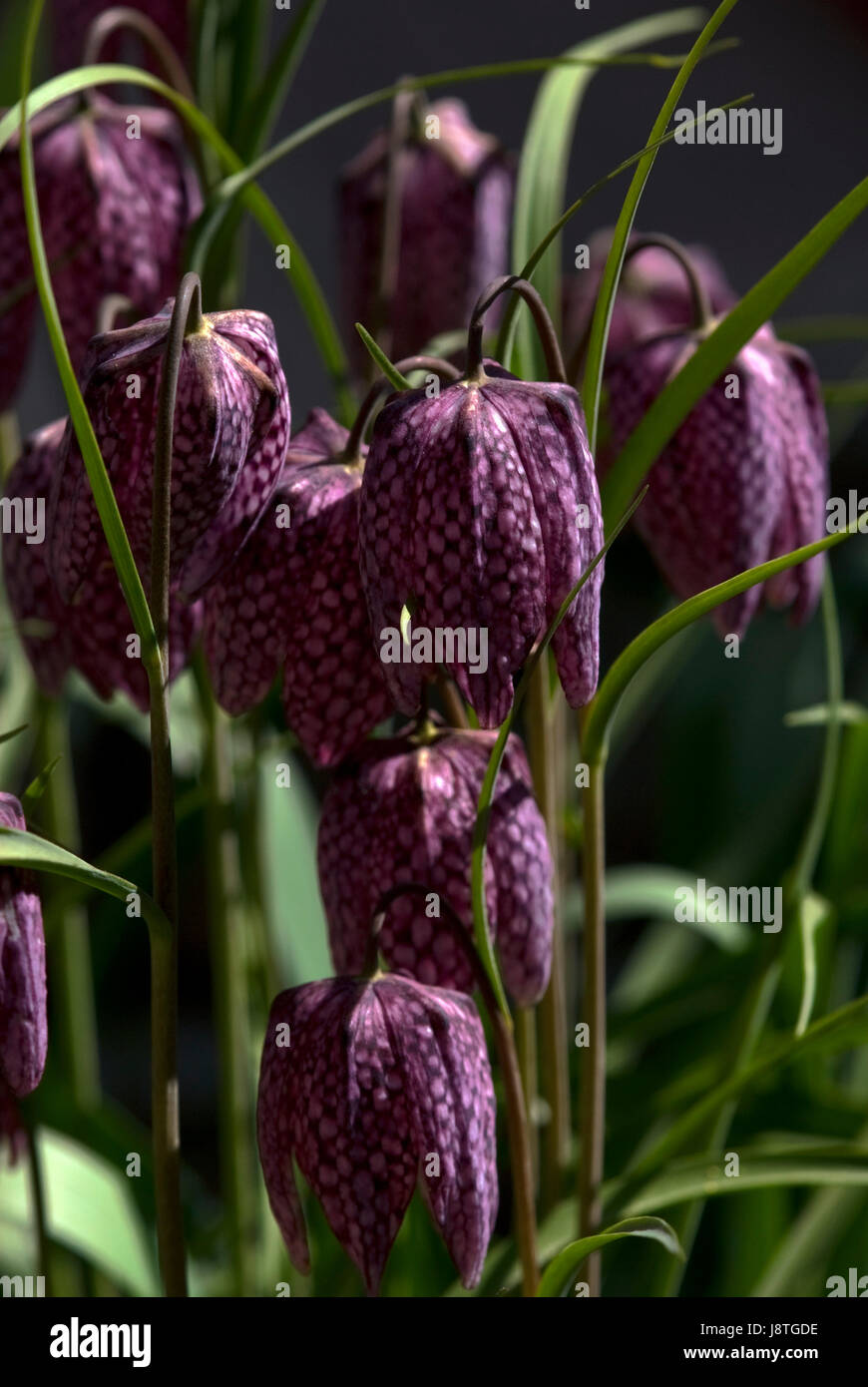 rot, leaf, protected, sheltered, colour, flower, plant, flowers, violet ...