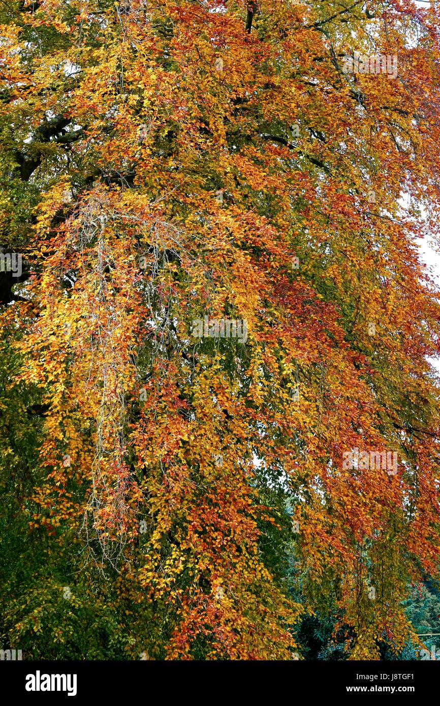 Autumn Gardens and Trees Yorkshire and Derbyshire Stock Photo - Alamy