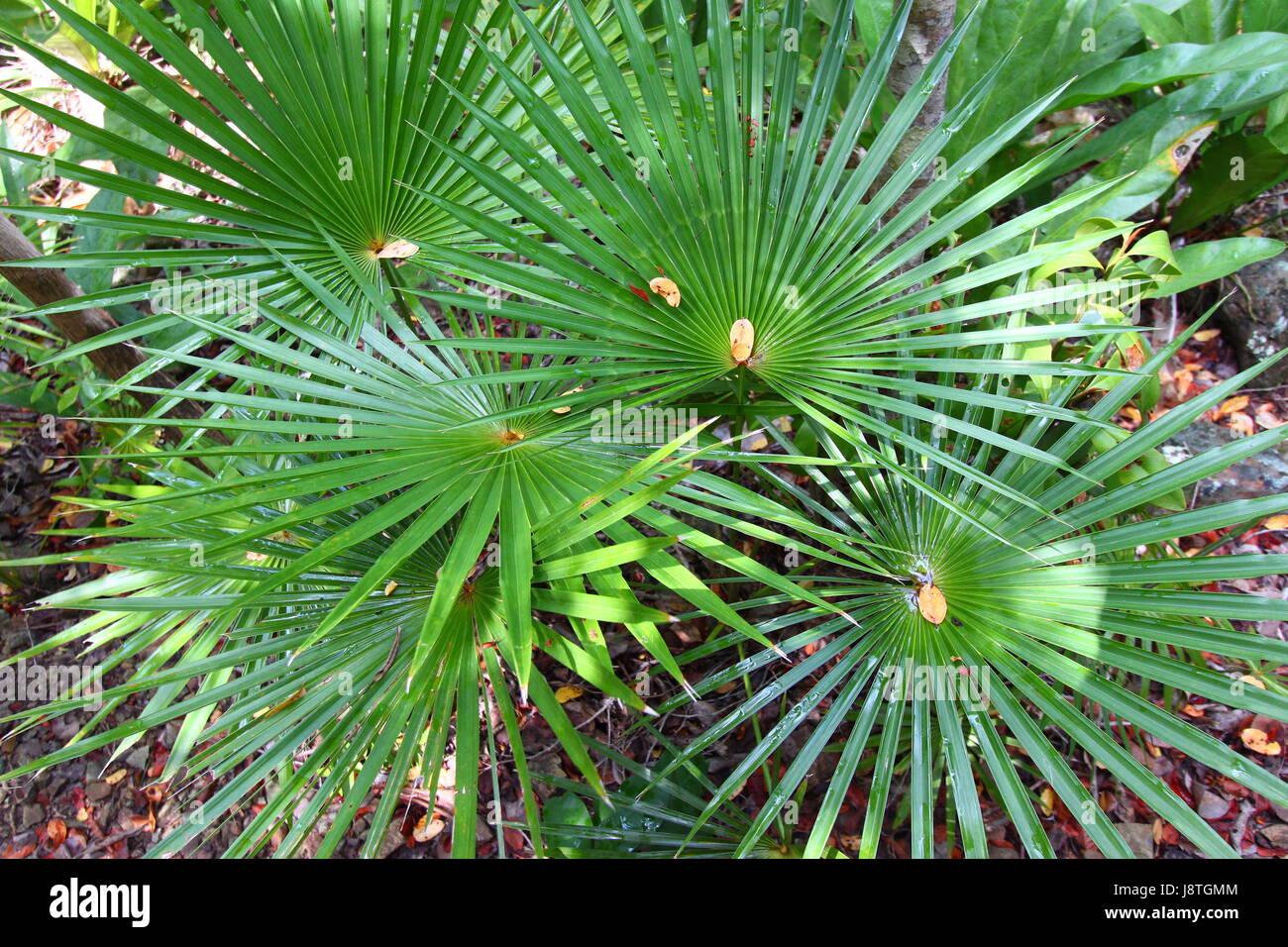 flora, tropical, vegetation, caribbean, plant, leaf, environment ...