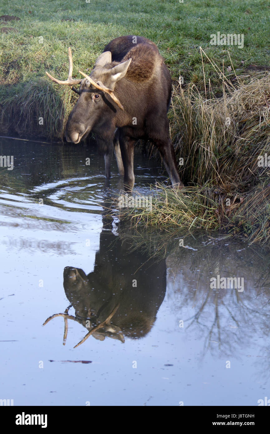 bull, elk, eurasia, hart, stag, animal, mammal, asia, bull, europe ...