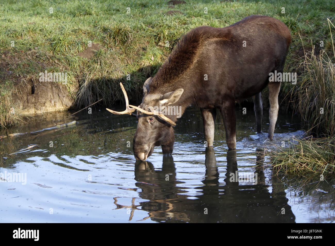 bull, elk, eurasia, hart, stag, animal, mammal, asia, bull, europe ...