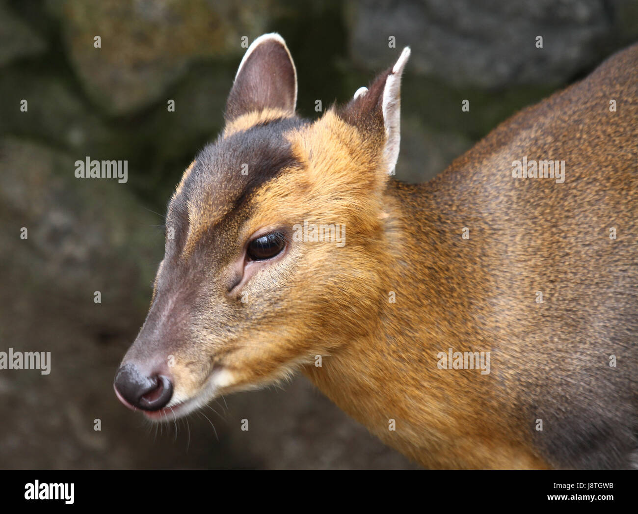 Muntjac dear hi-res stock photography and images - Alamy
