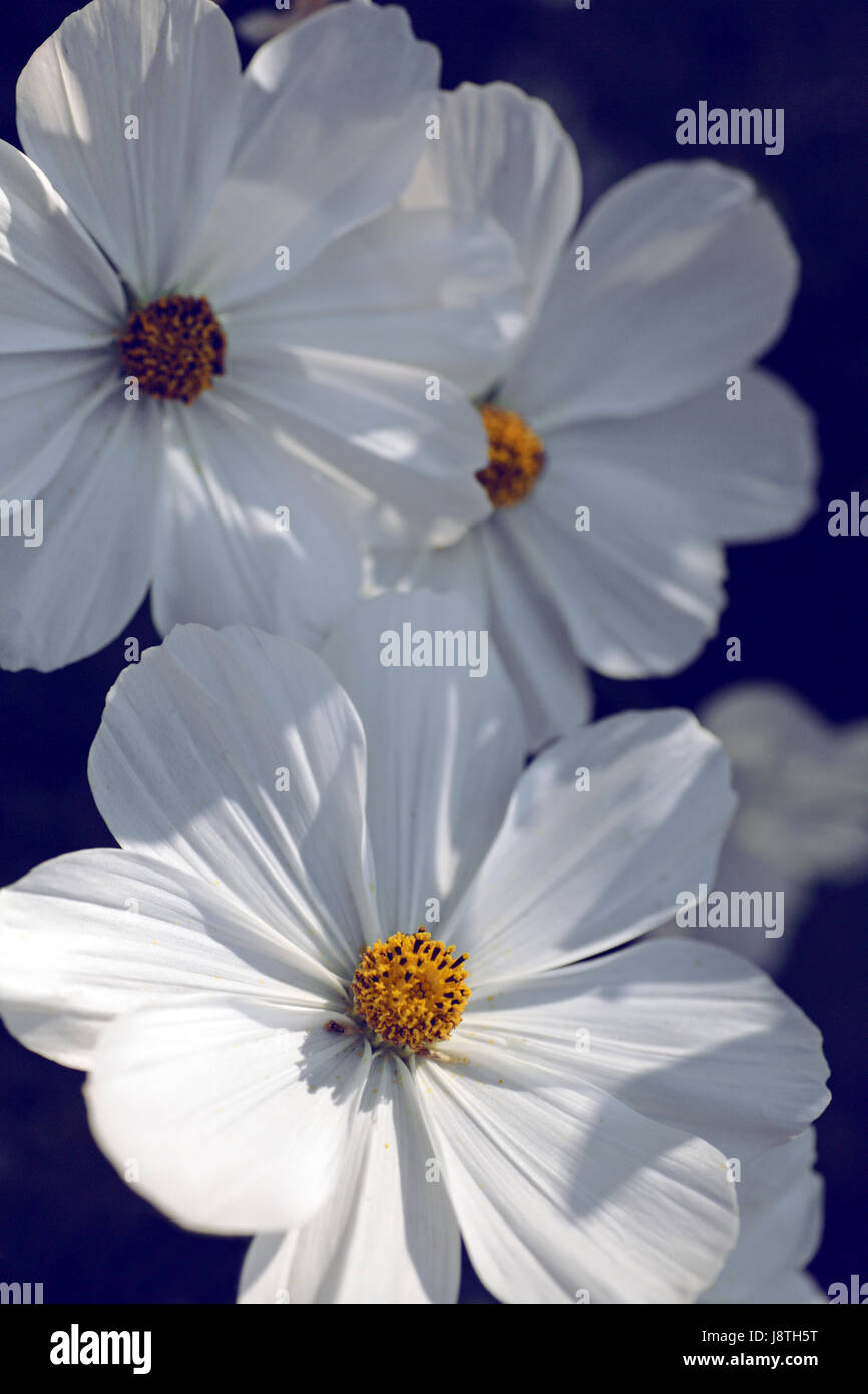 Pale blue azure hi-res stock photography and images - Alamy