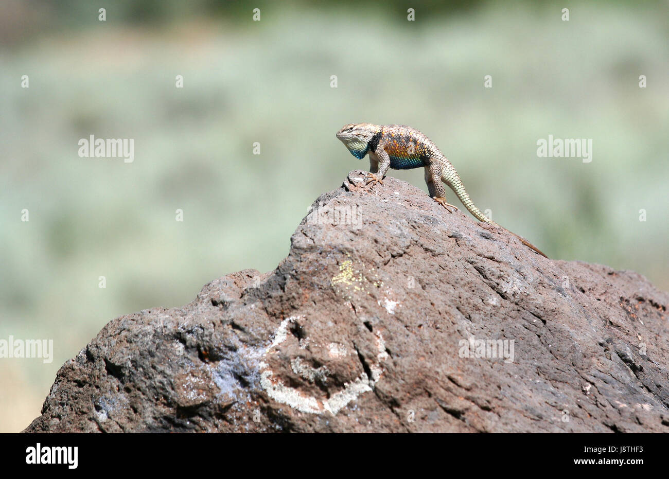 lizard in threatening posture Stock Photo - Alamy