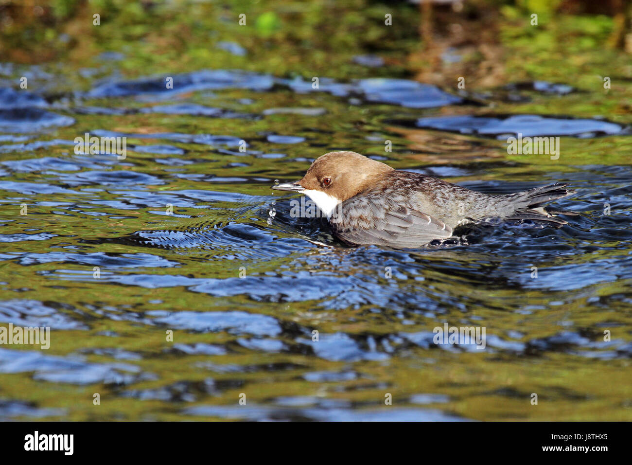 dipper when diving Stock Photo - Alamy