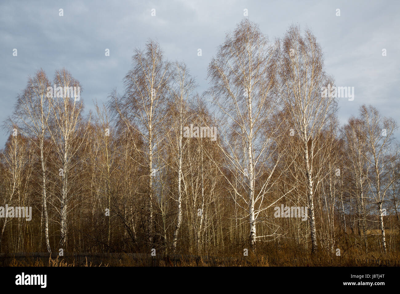 environment, enviroment, tree, trees, horizon, fields, peaceful ...