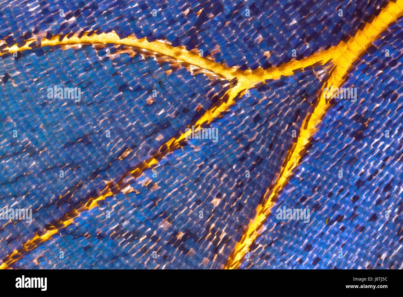 details of a blue butterfly wing Stock Photo - Alamy