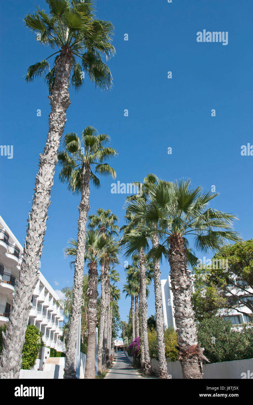 park, garden, europe, wall, palms, outdoor, contrast, palm tree ...