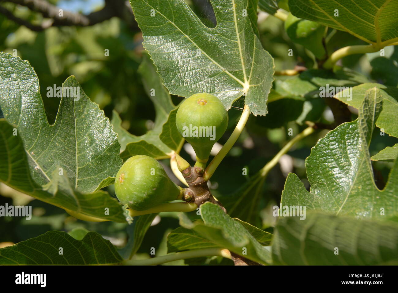 figs on the tree Stock Photo - Alamy