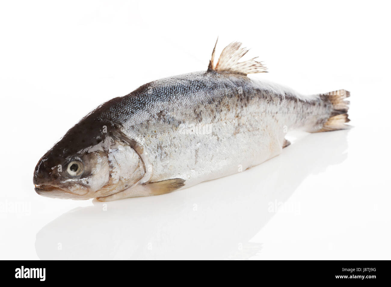 gourmet, step, tier, food, aliment, isolated, animal, water ...