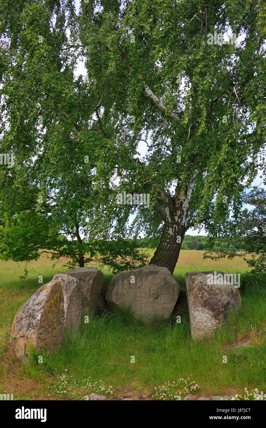 tree, trunk, leaves, branches, cemetery, branch, burial-place, reprove ...