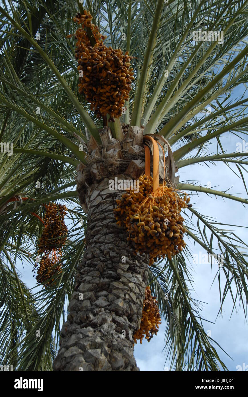 tree, green, leaves, fruit, palm tree, dates, date palm, date, tree ...