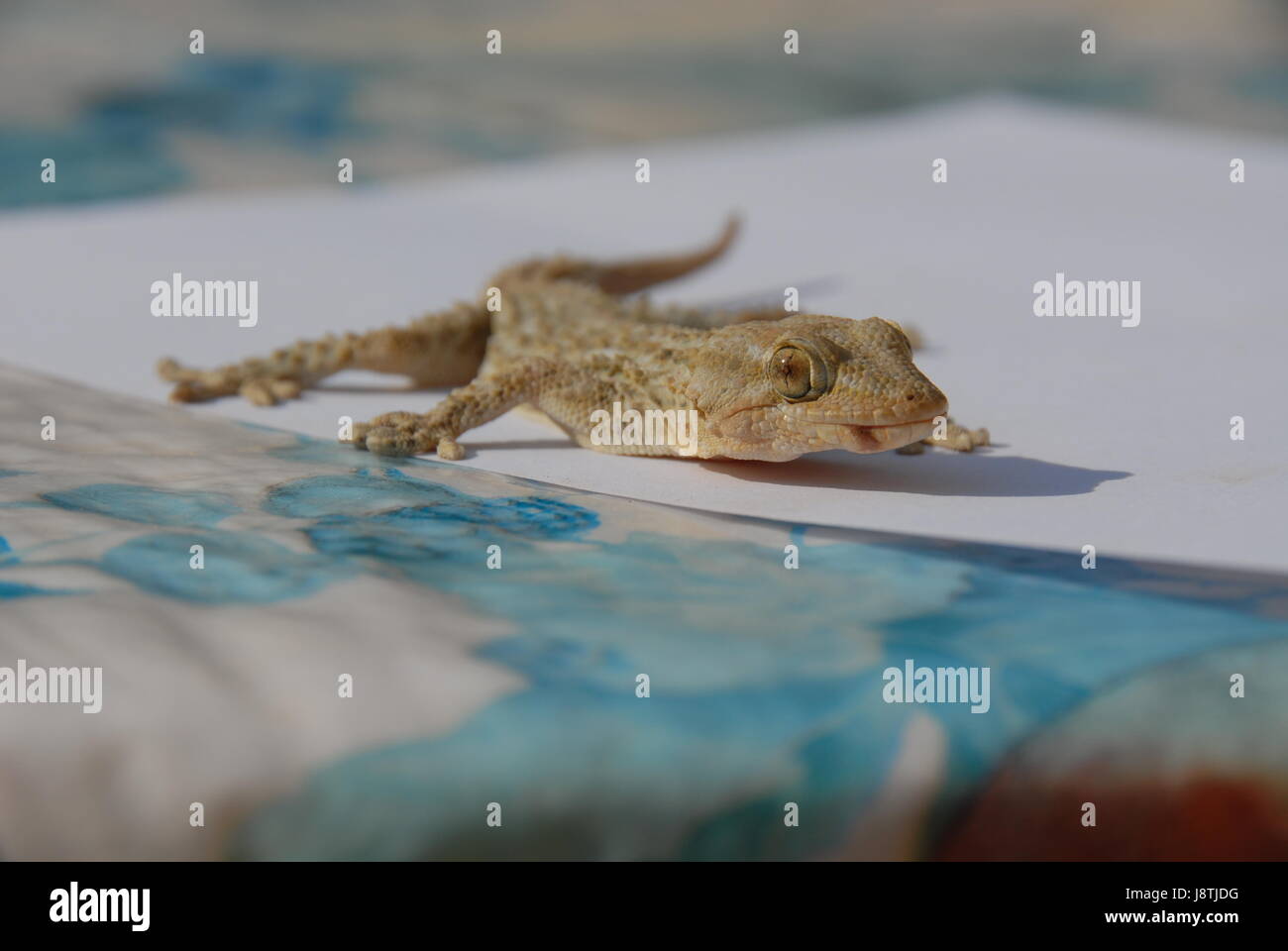 saurian, gecko, animal, reptile, fauna, night, nighttime, saurian, eye ...