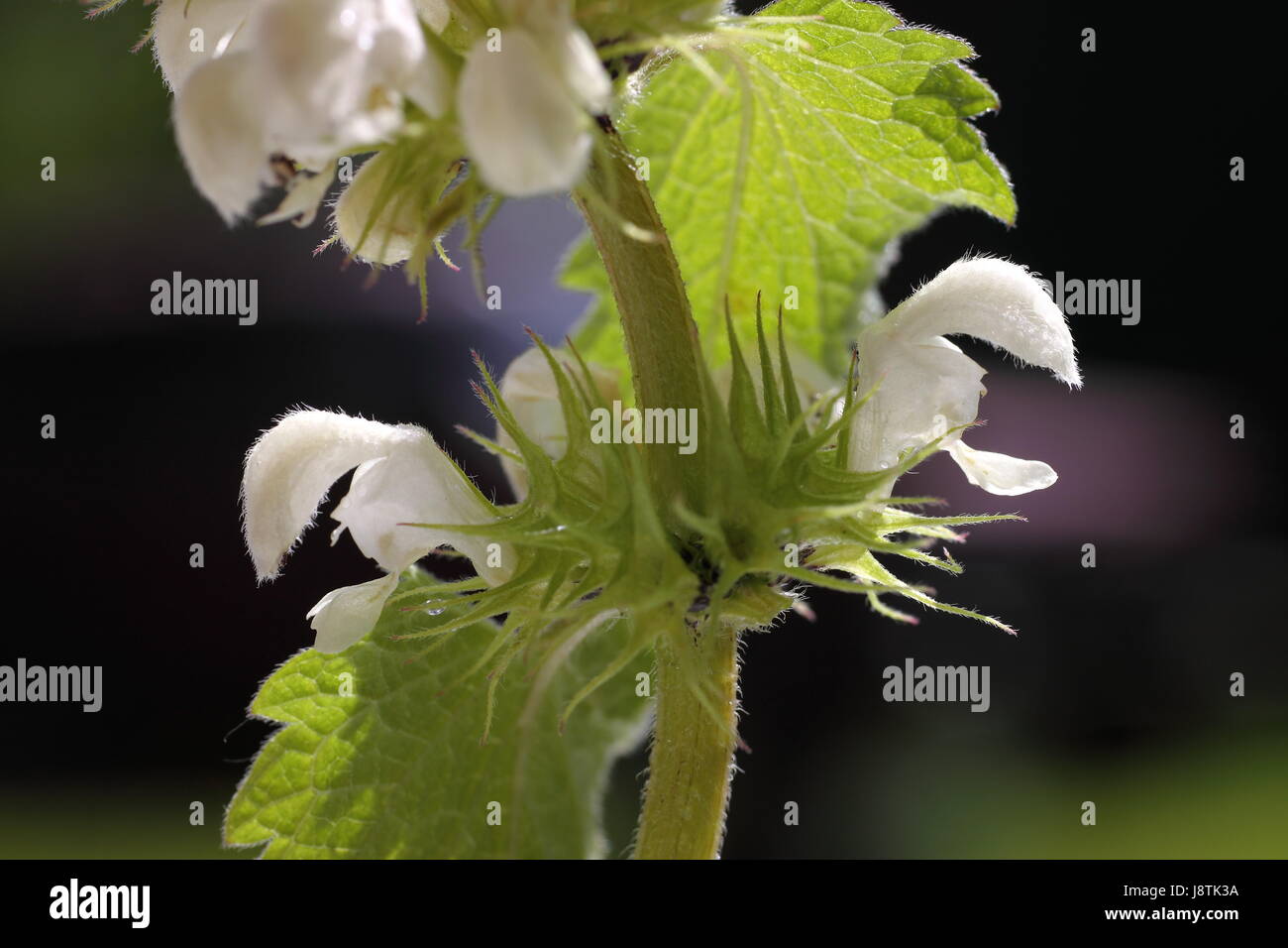 bloom, blossom, flourish, flourishing, blossoms, deadnettle, bleed ...