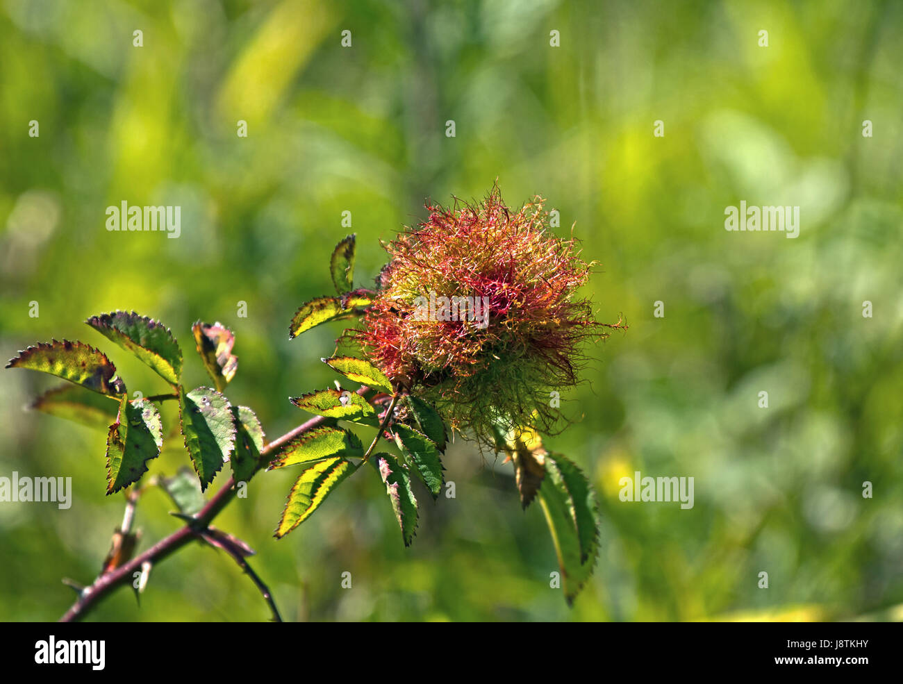 insect, flower, rose, plant, wasp, gall, parasitic, nature, insect ...